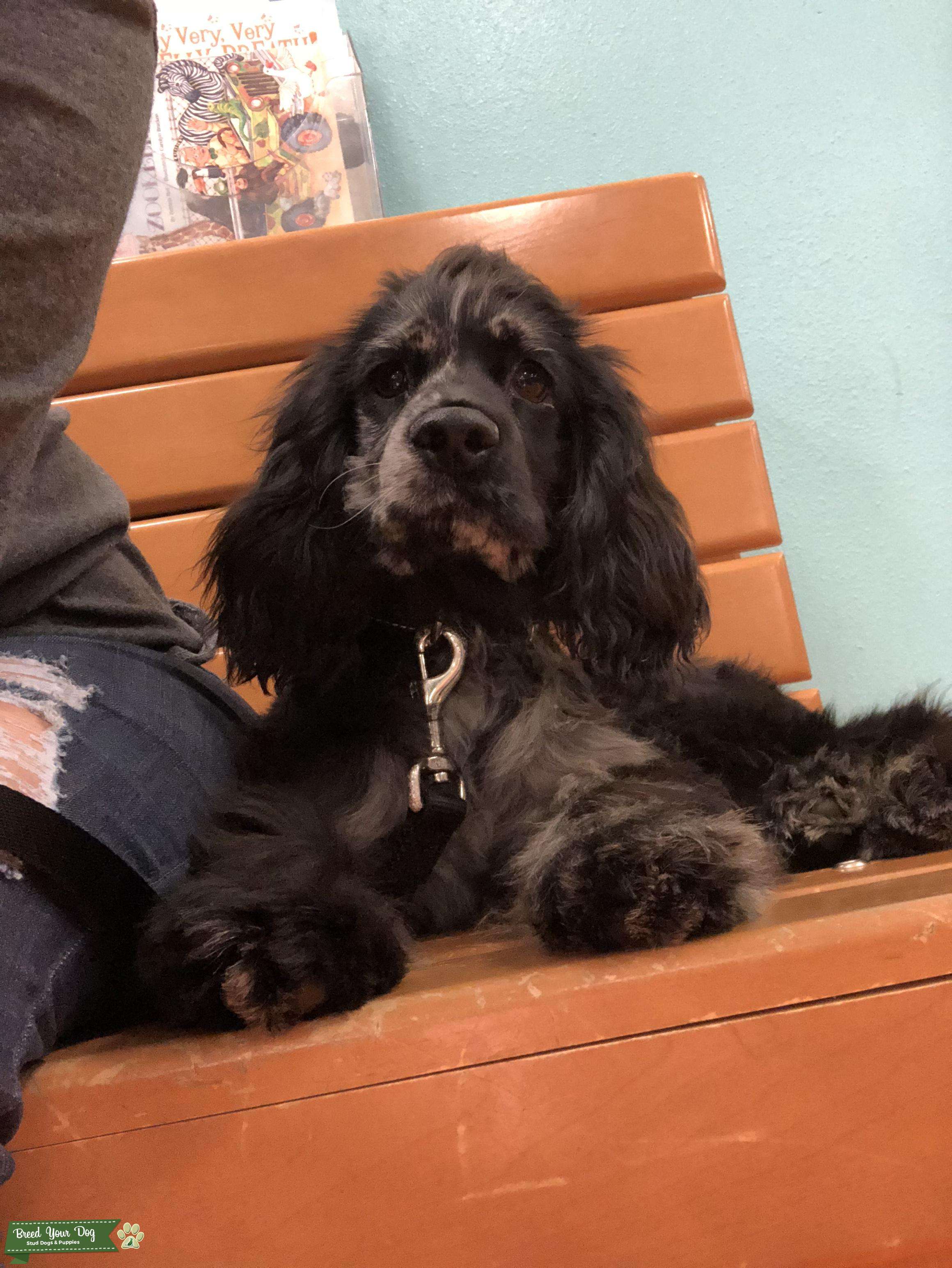 Blue Roan Cocker Spaniel - Stud Dog in Virginia Beach, the United ...