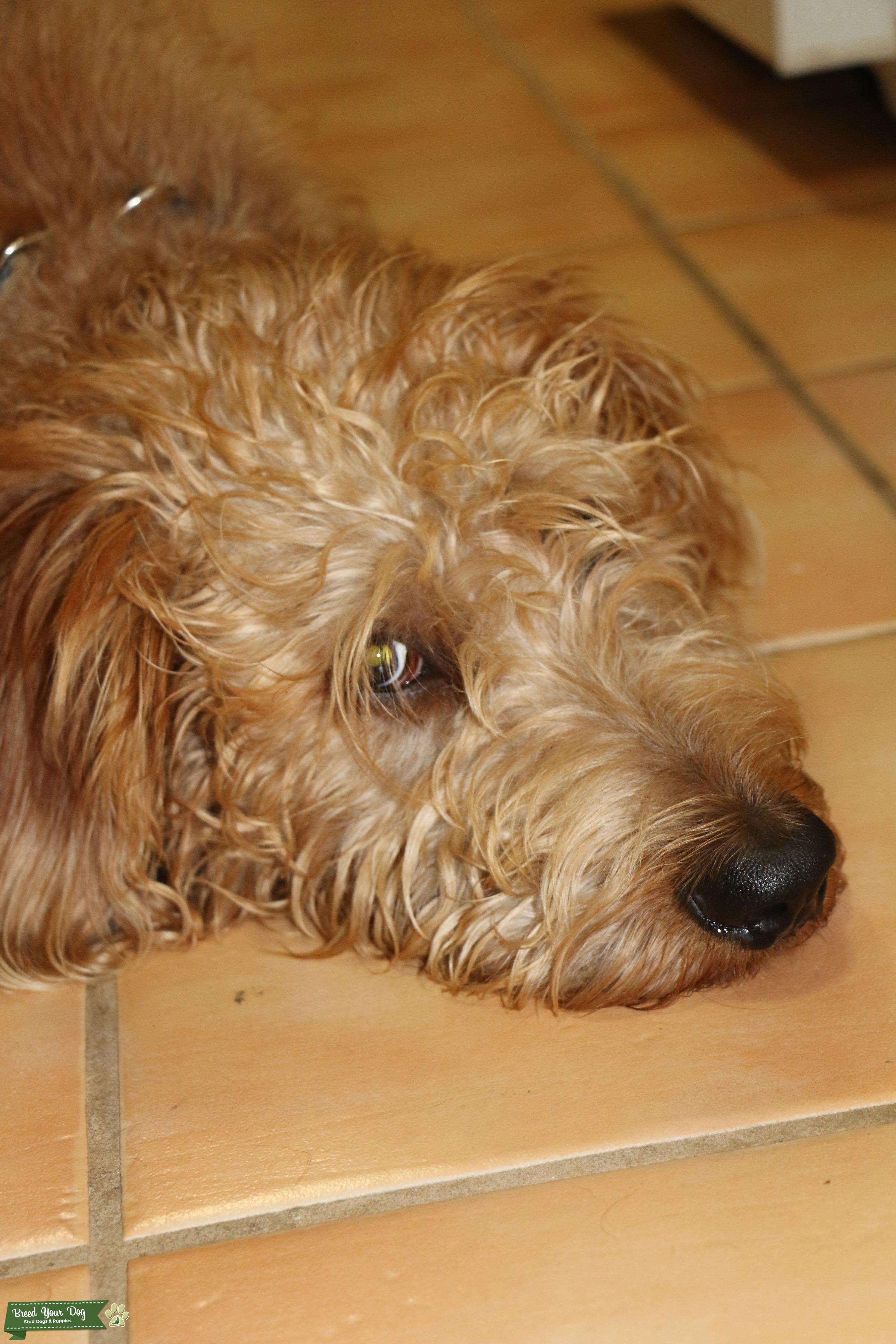 Beautiful auburn F1B labradoodle stud available - Stud Dog in Los ...