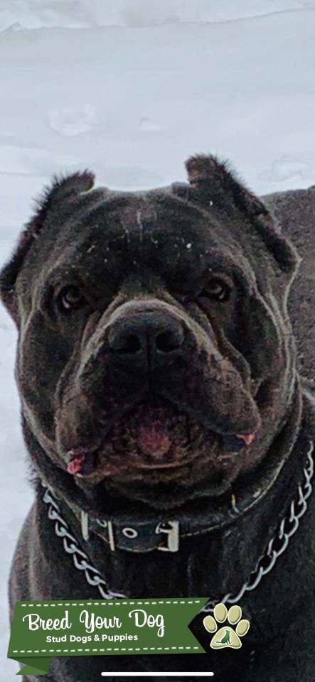 Cane Corso Stud - Stud Dog in Cedar Rapids, Iowa, the United States ...