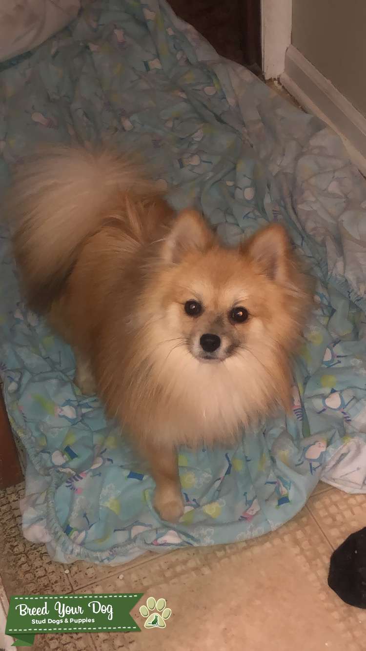 Male ( Pomeranian) - Stud Dog in Kentucky , the United States | Breed ...