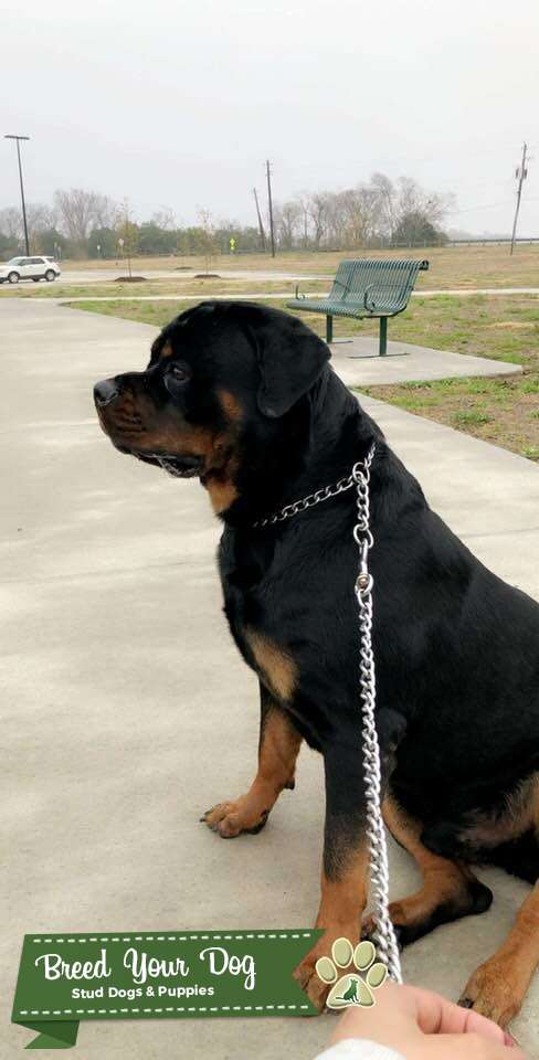 Rottweiler Stud - Stud Dog in Houston, Texas, the United States | Breed ...