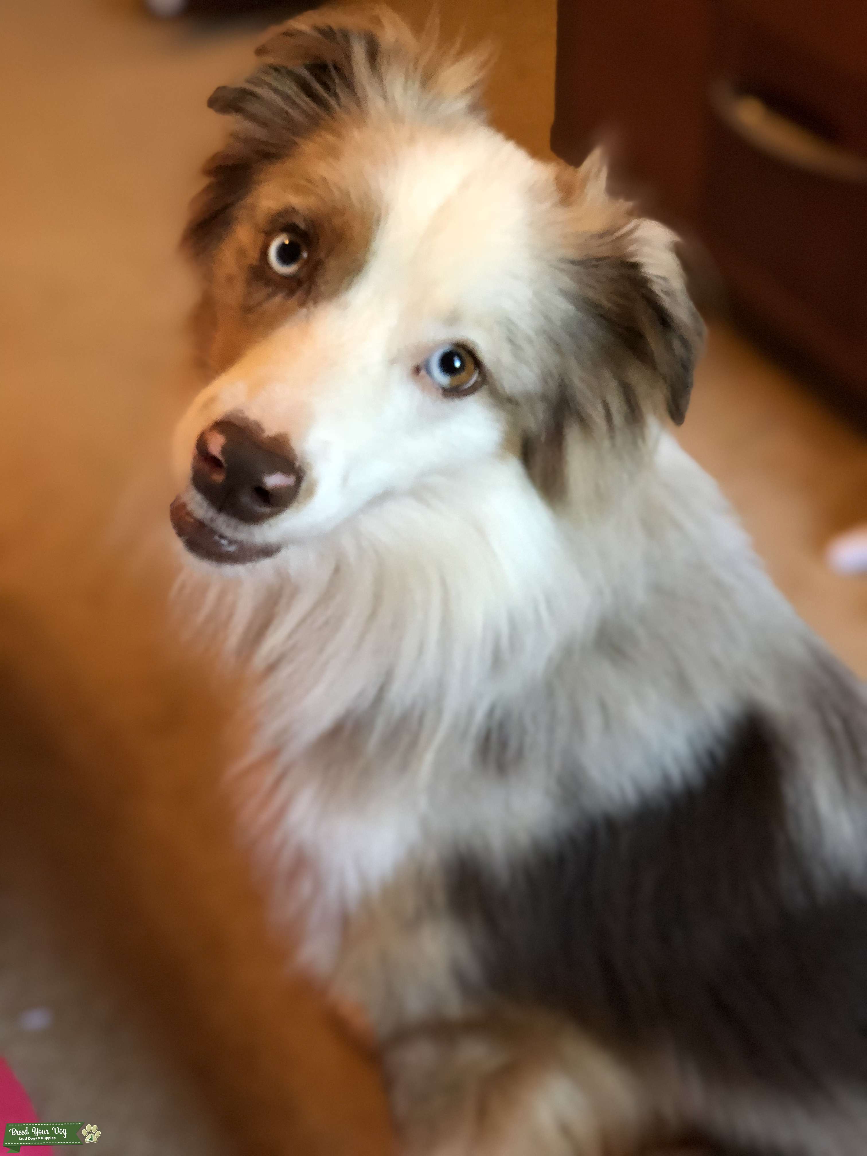 Handsome Brown Merle, Miniature, Australian Shepherd Seeking to Make ...
