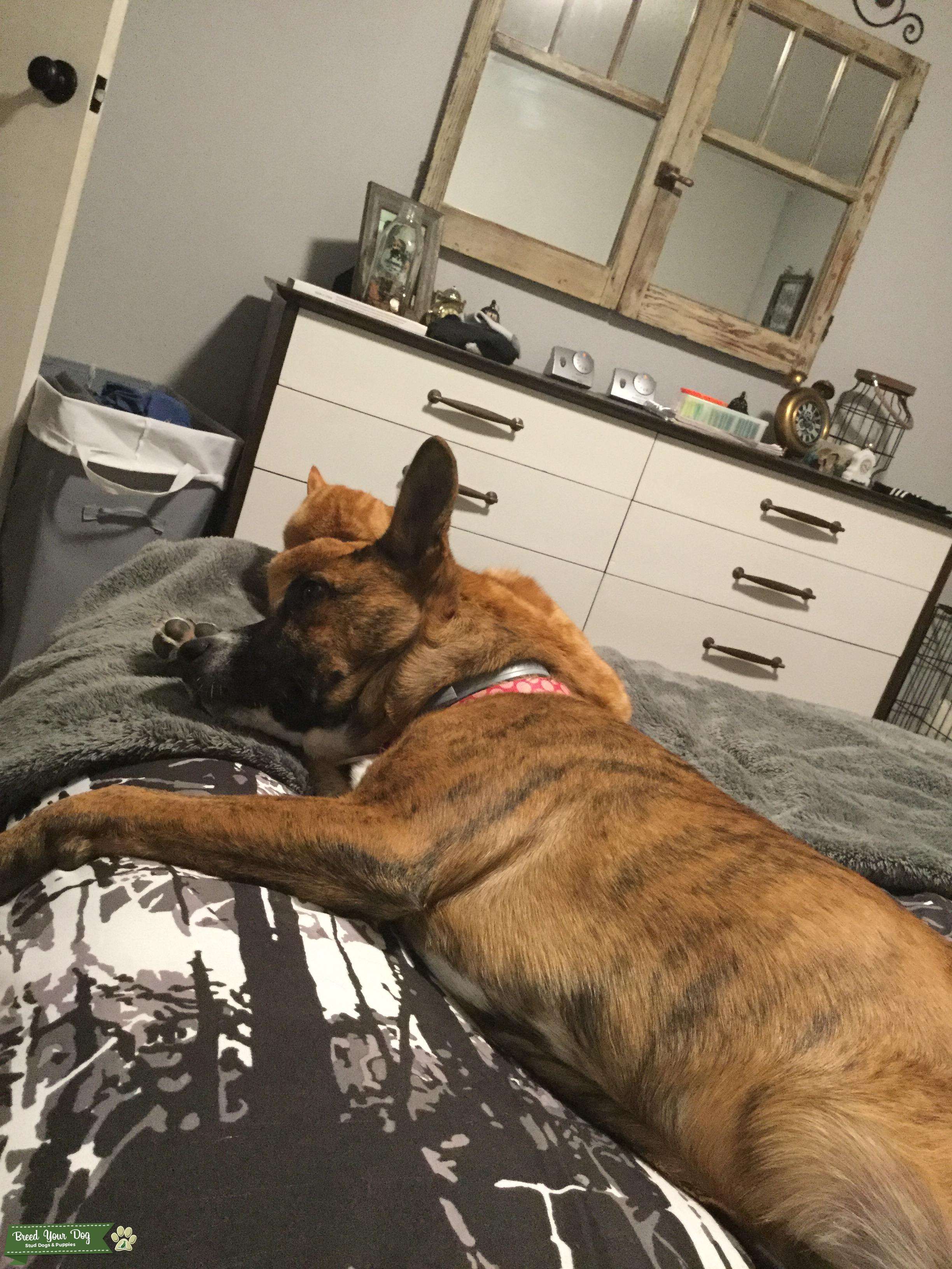 Boxer/ Australian Shepherd/ mastiff - Stud Dog in Washington, United ...