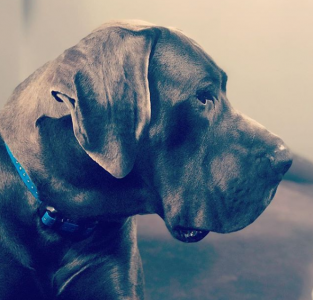 Euro Blue Great Dane - Stud Dog in Illinois, the United States | Breed ...