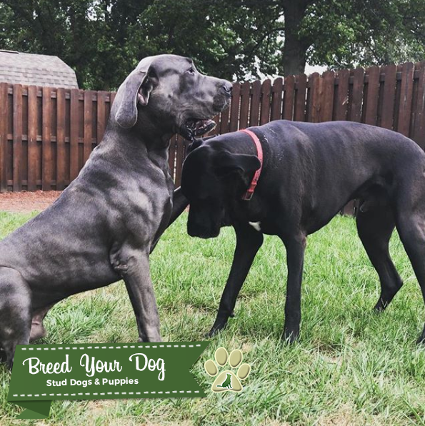 Euro Blue Great Dane - Stud Dog in Illinois, the United States | Breed ...