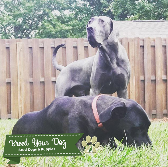 Euro Blue Great Dane - Stud Dog in Illinois, the United States | Breed ...
