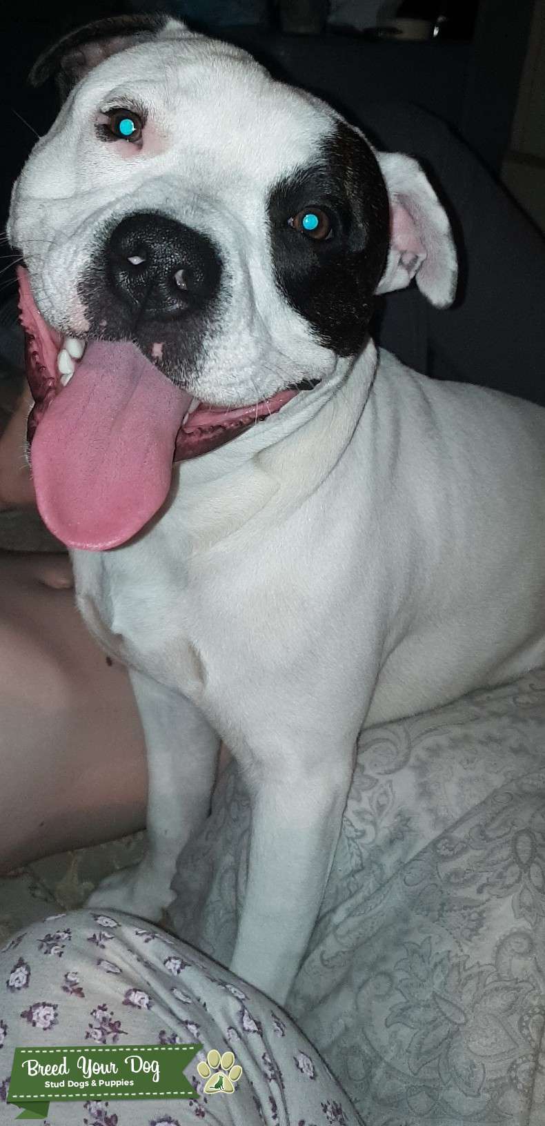 Black and white staff x american bulldog male - Stud Dog in Manchester ...