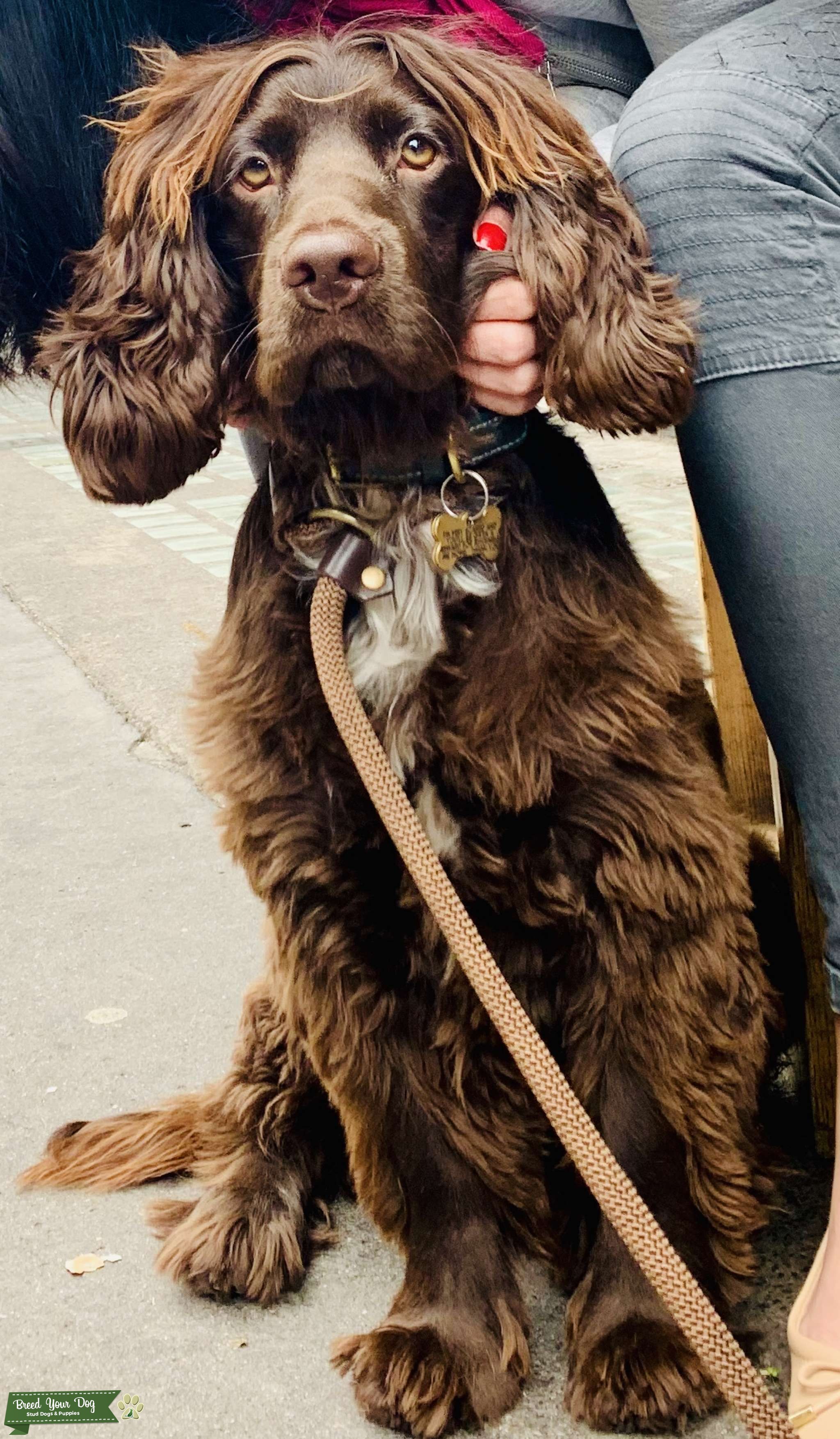 Chocolate Cocker Spaniel - Stud Dog in Los Angeles, United States ...