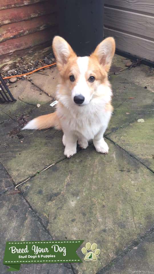 Pembroke Welsh Corgi (male) - Stud Dog in London, United States | Breed ...