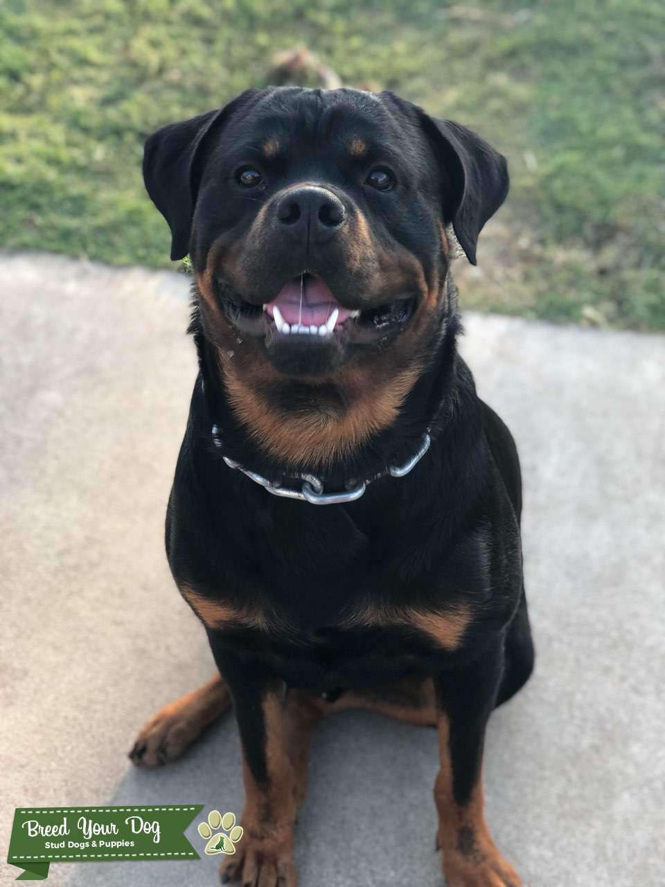 AKC Stud Rottweiler - Stud Dog in CA, the United States | Breed Your Dog