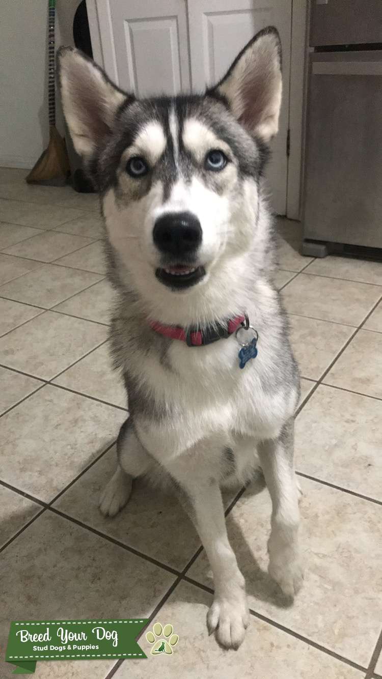 female Siberian husky - Stud Dog in florida, United States | Breed Your Dog