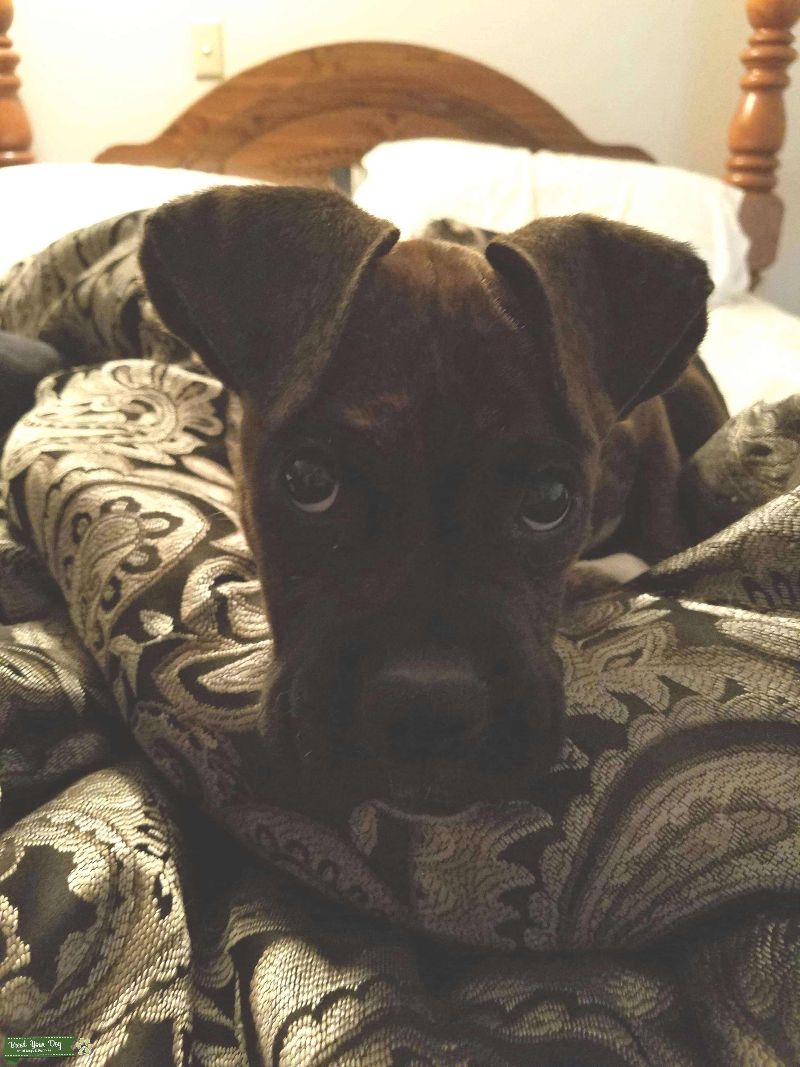 Reverse Brindle Boxer - Stud Dog in Nebraska, the United States | Breed ...