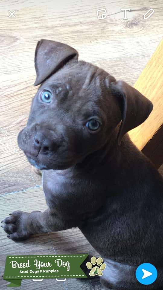 Brown staffordshire bull terrier X Shar Pei - Stud Dog in Somerset, the ...