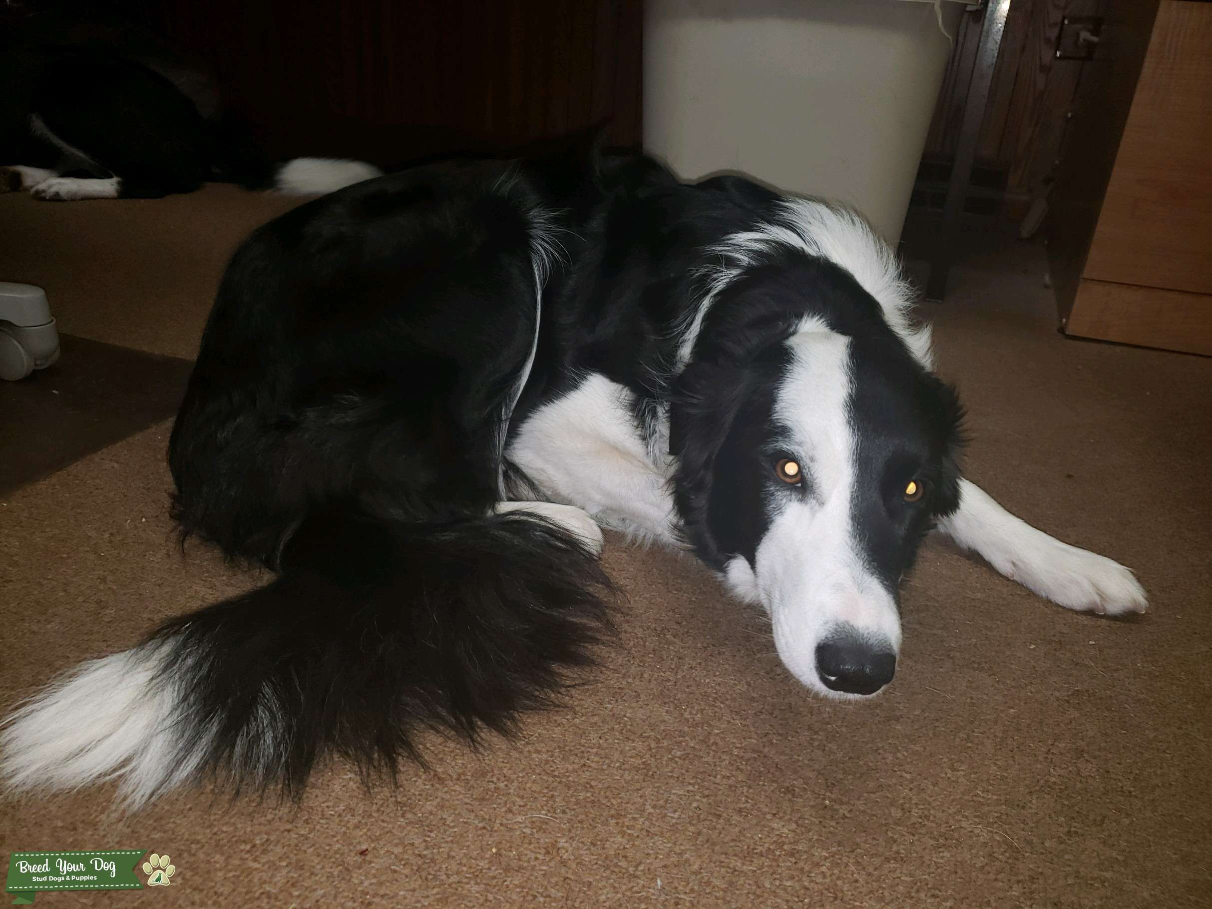Super Temperament Female Border Collie - Stud Dog in USA, United States ...