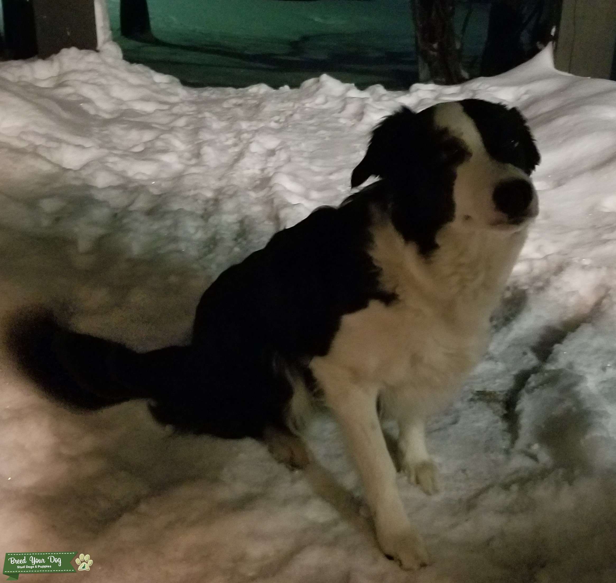 Super Temperament Female Border Collie - Stud Dog in USA, United States ...