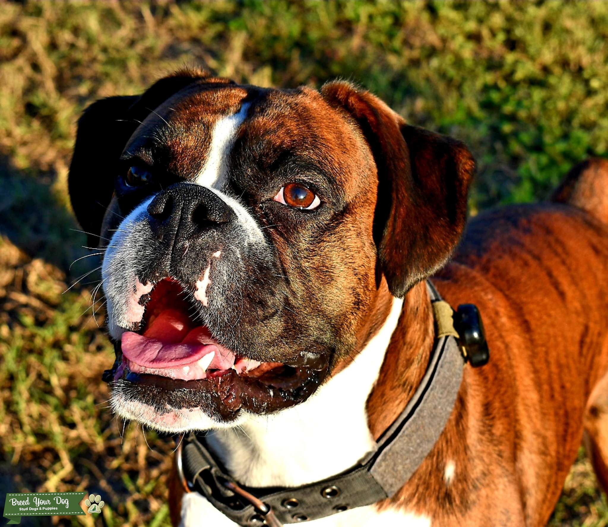 Reverse Brindle Boxer Stud - Stud Dog in New Mexico, the United States ...