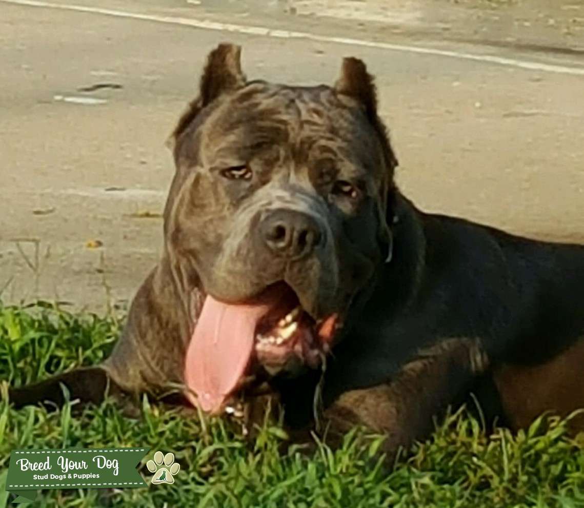 Blue Cane Corso Mastiff - Stud Dog in U. S., United States | Breed Your Dog