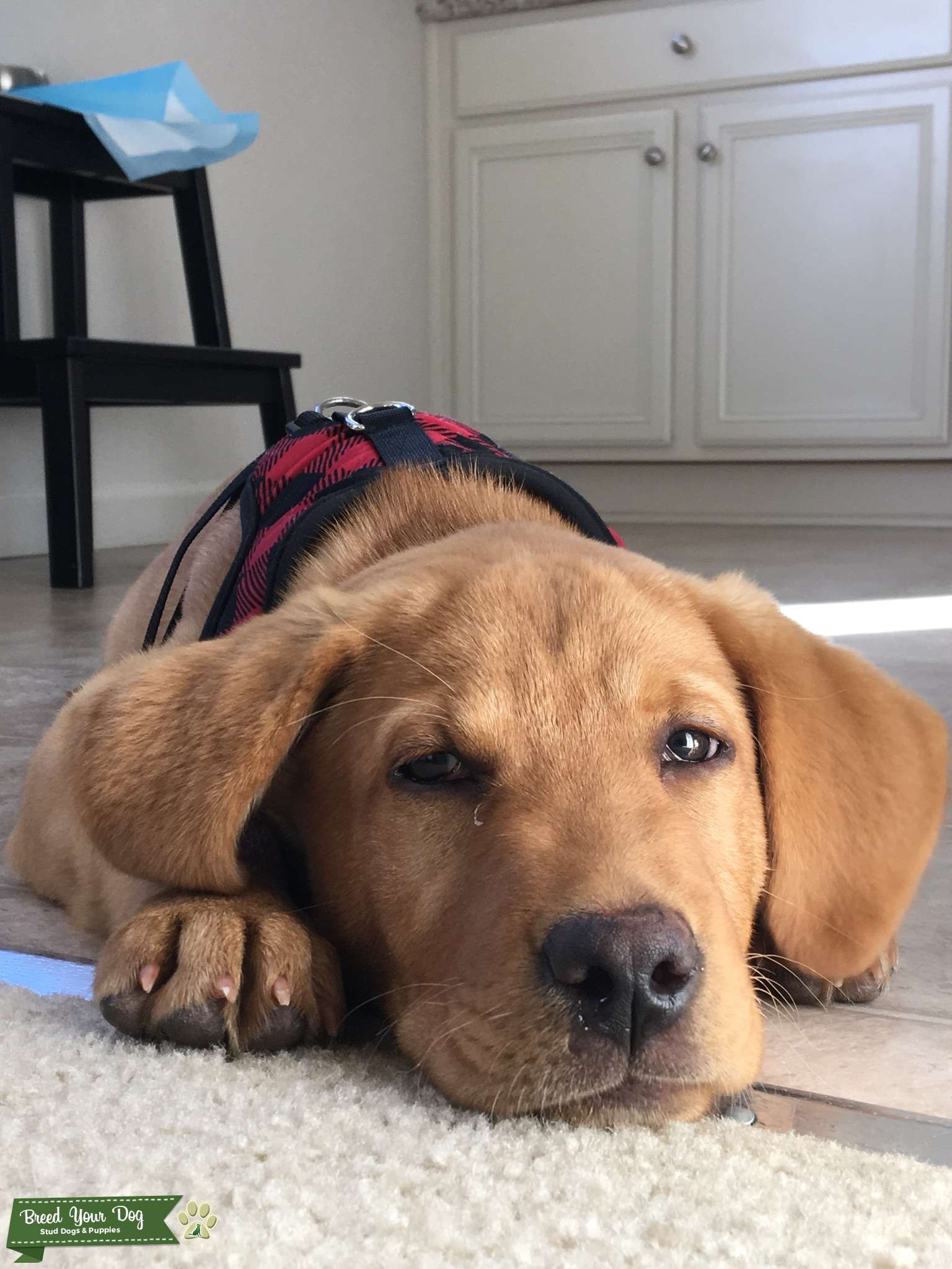 Pure Breed Red Fox Lab with friendly and playful personality - Stud Dog ...