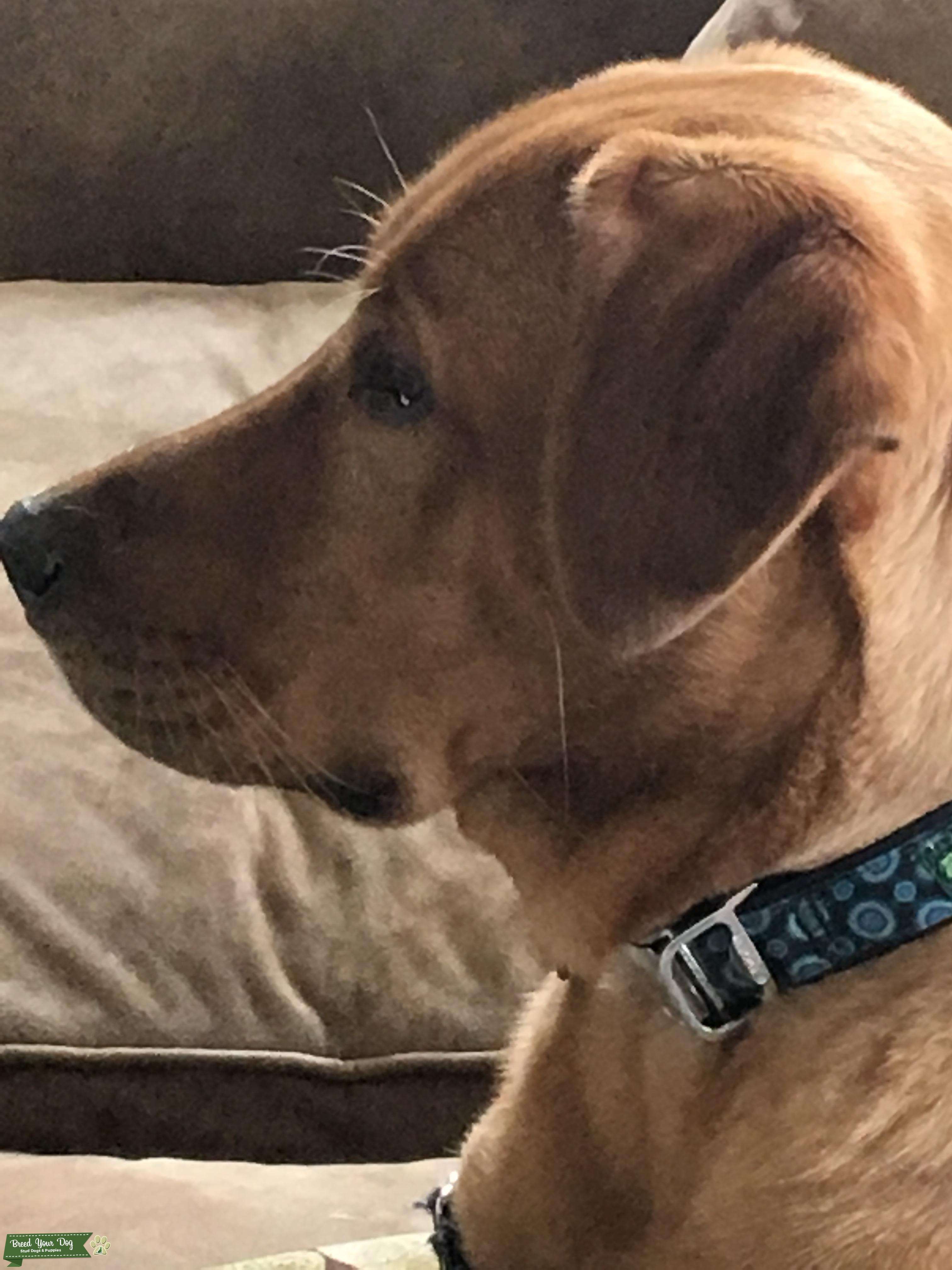 Pure Breed Red Fox Lab with friendly and playful personality - Stud Dog ...