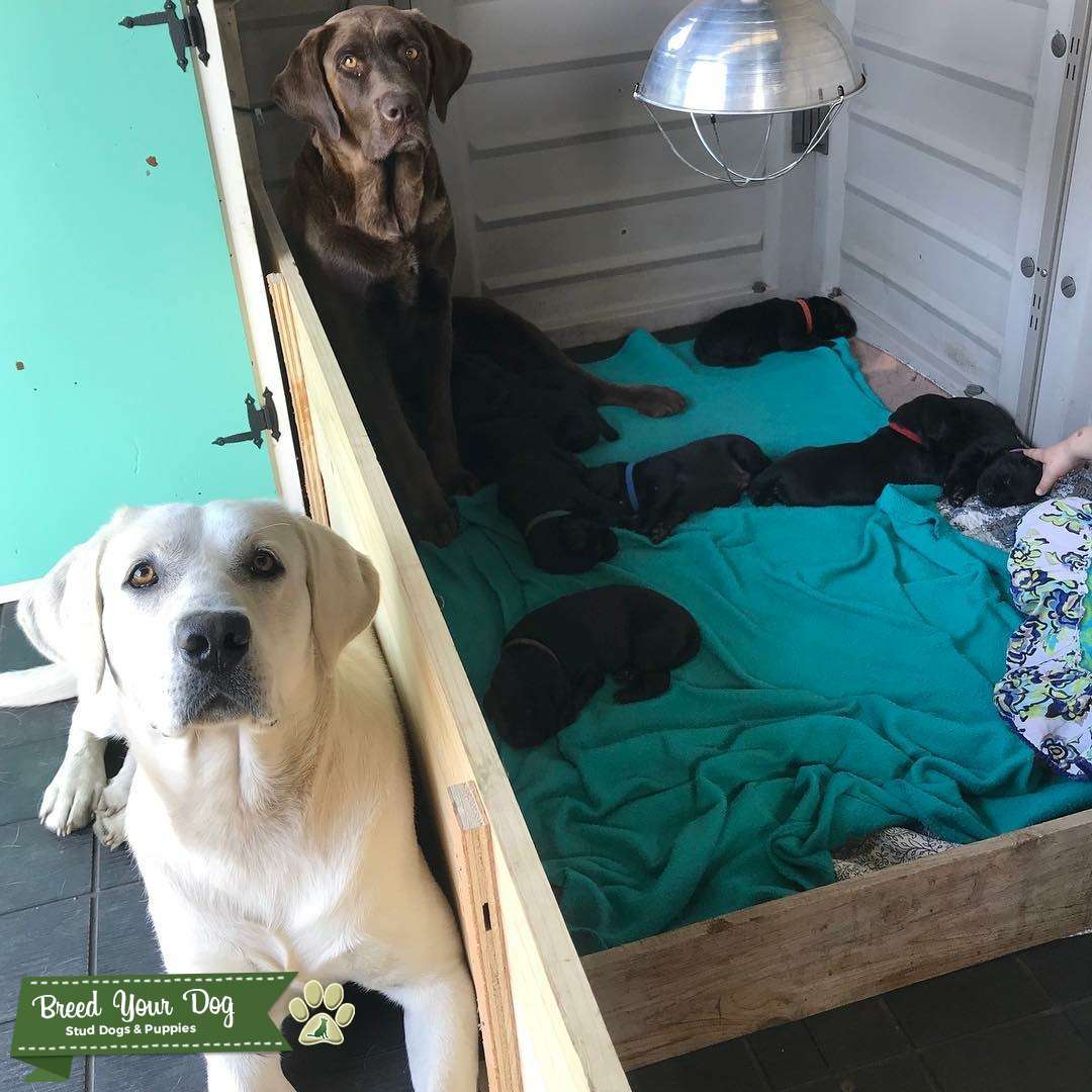 Stud Dog - AKC Labrador Retriever Stud - Breed Your Dog