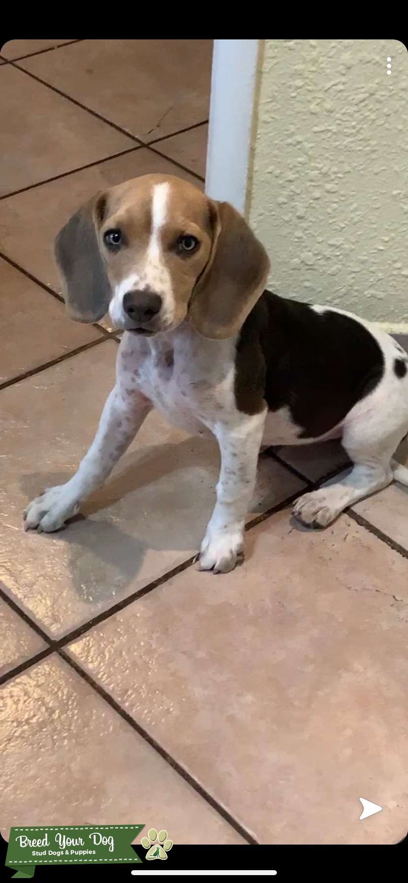 Beagle - Stud Dog in LA, the United States | Breed Your Dog