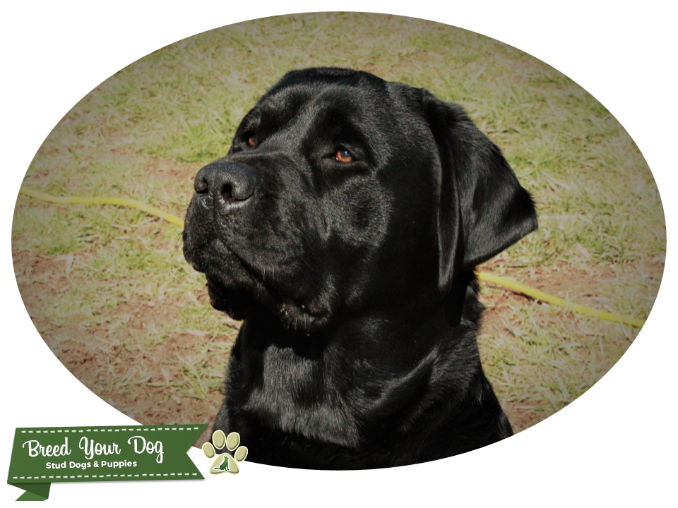 Black English Labrador - Stud Dog in Maryland, the United States ...