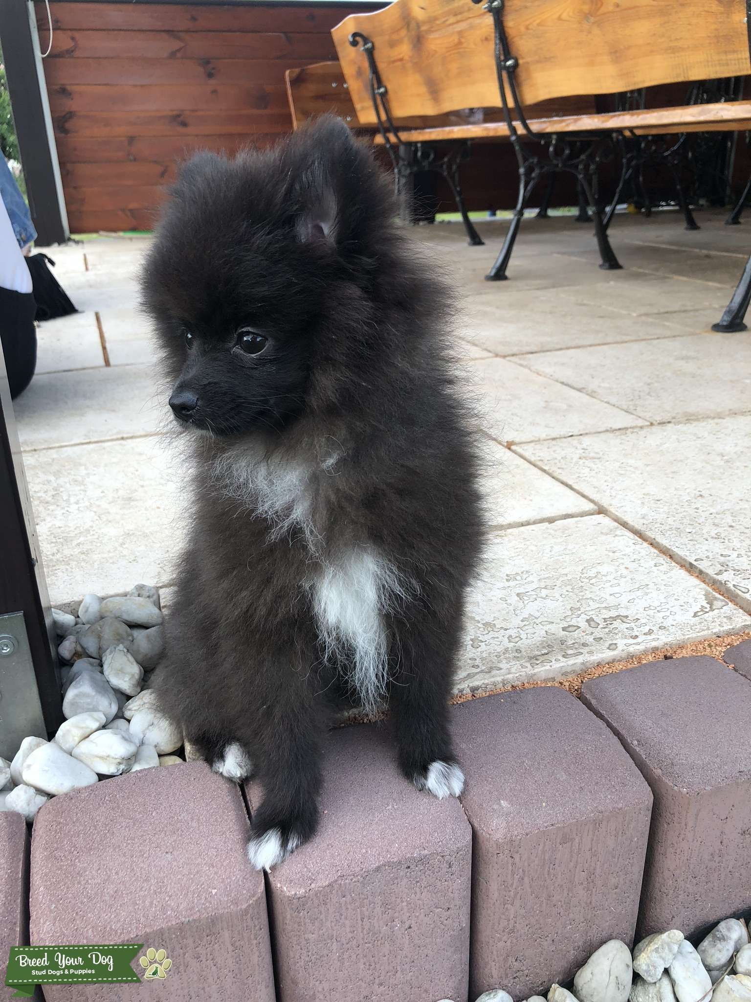 Pomeranian Stud - Stud Dog in Avon, the United States | Breed Your Dog