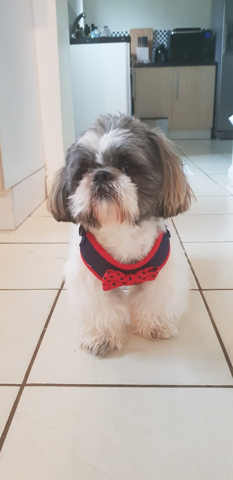 Male shih tzu - Stud Dog in Neath, United Kingdom | Breed Your Dog
