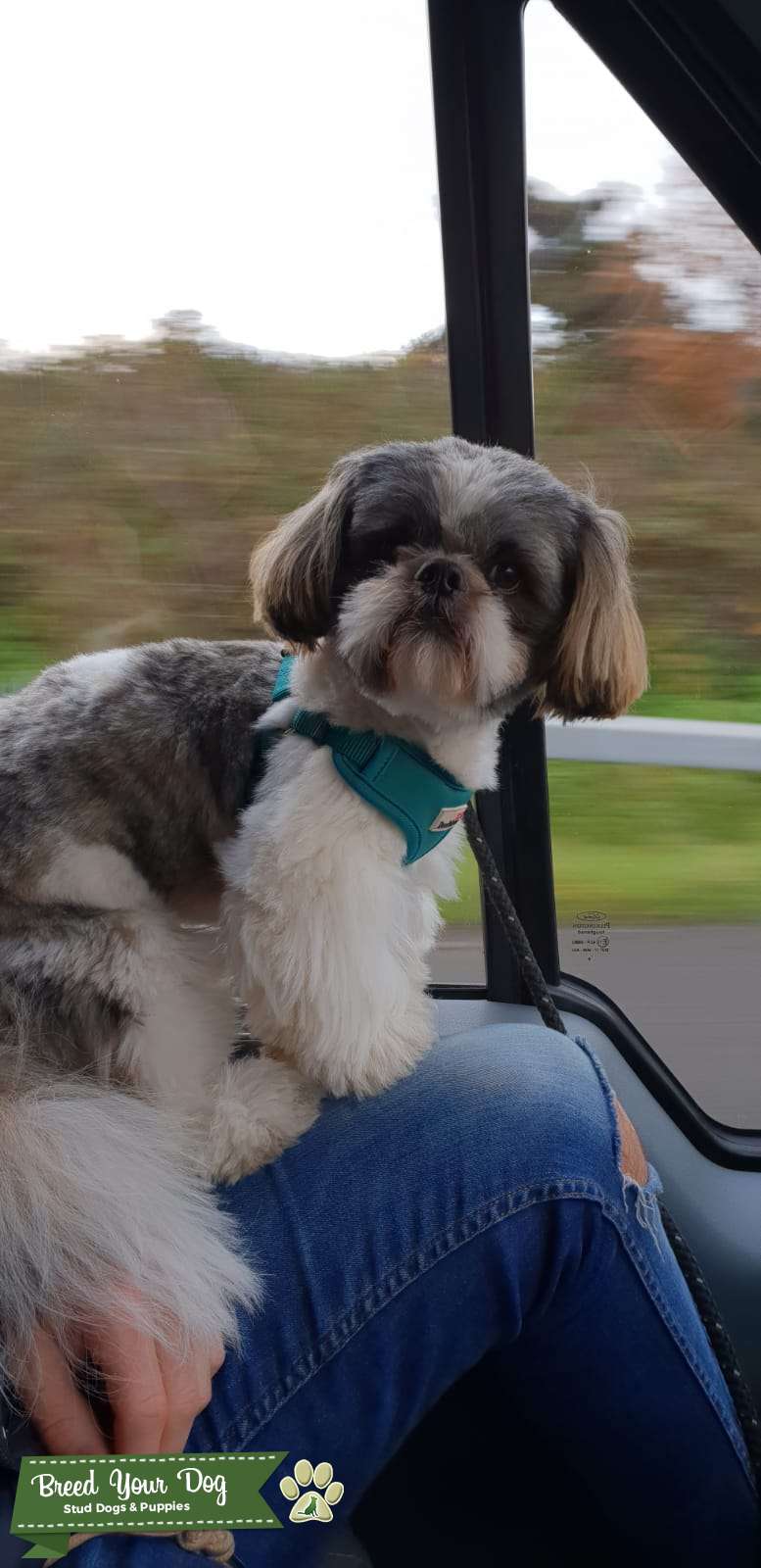 Male shih tzu - Stud Dog in Neath, the United States | Breed Your Dog