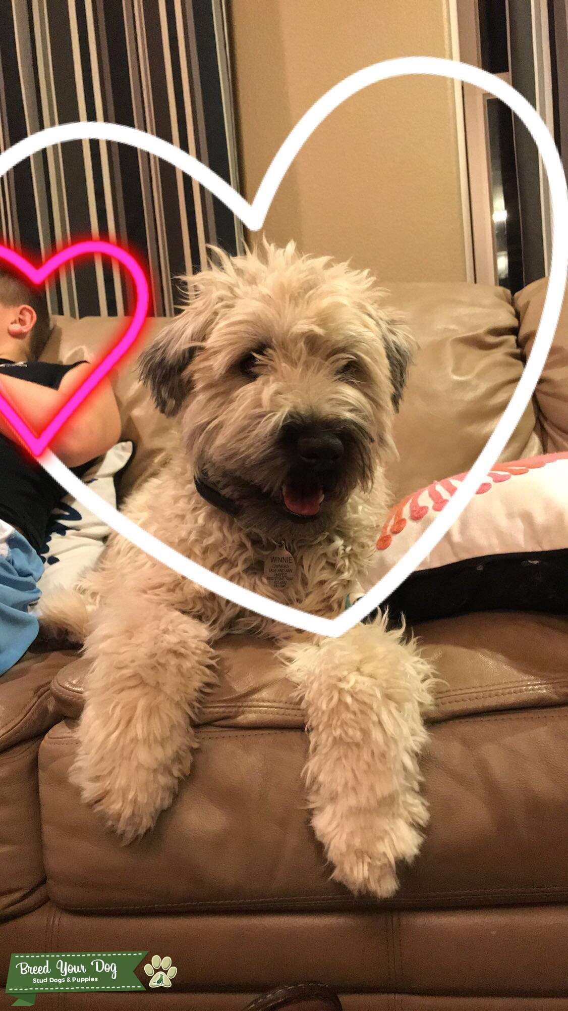 Wheaton Terrier - Stud Dog Wyoming - Breed Your Dog