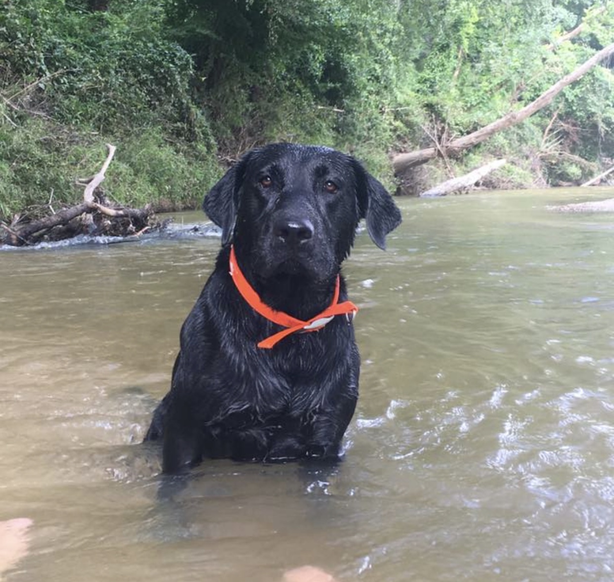 Black Labrador - Stud Dog in Louisiana, United States | Breed Your Dog
