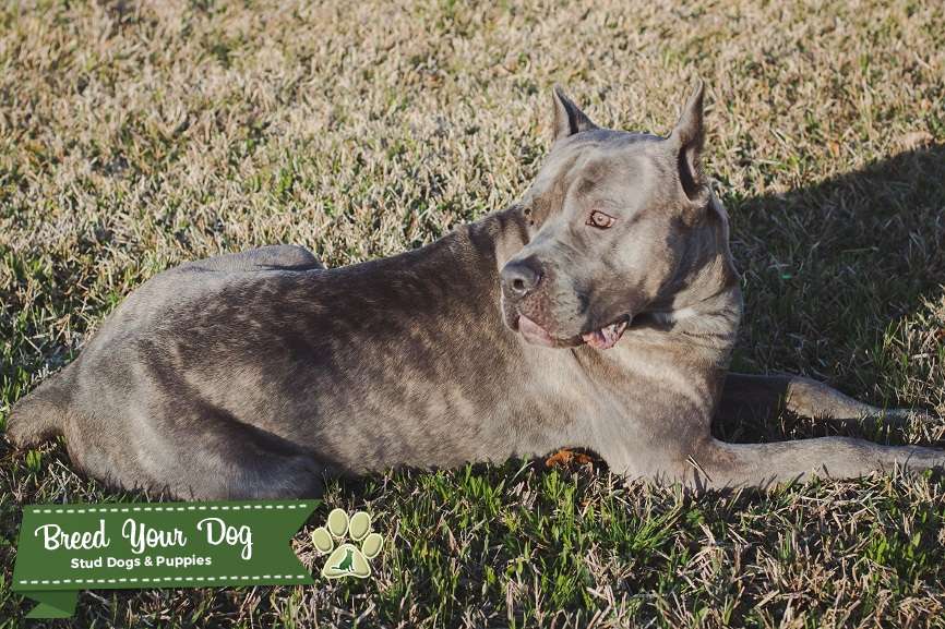 Blue Brindle Cane Corso - Stud Dog in Texas, the United States | Breed ...