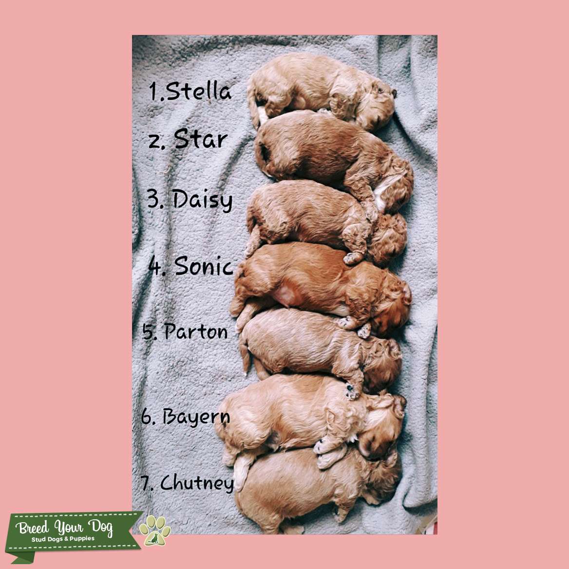 STUD - Red/Apricot Toy Poodle - DNA Pra clear - Stud Dog in London, the ...