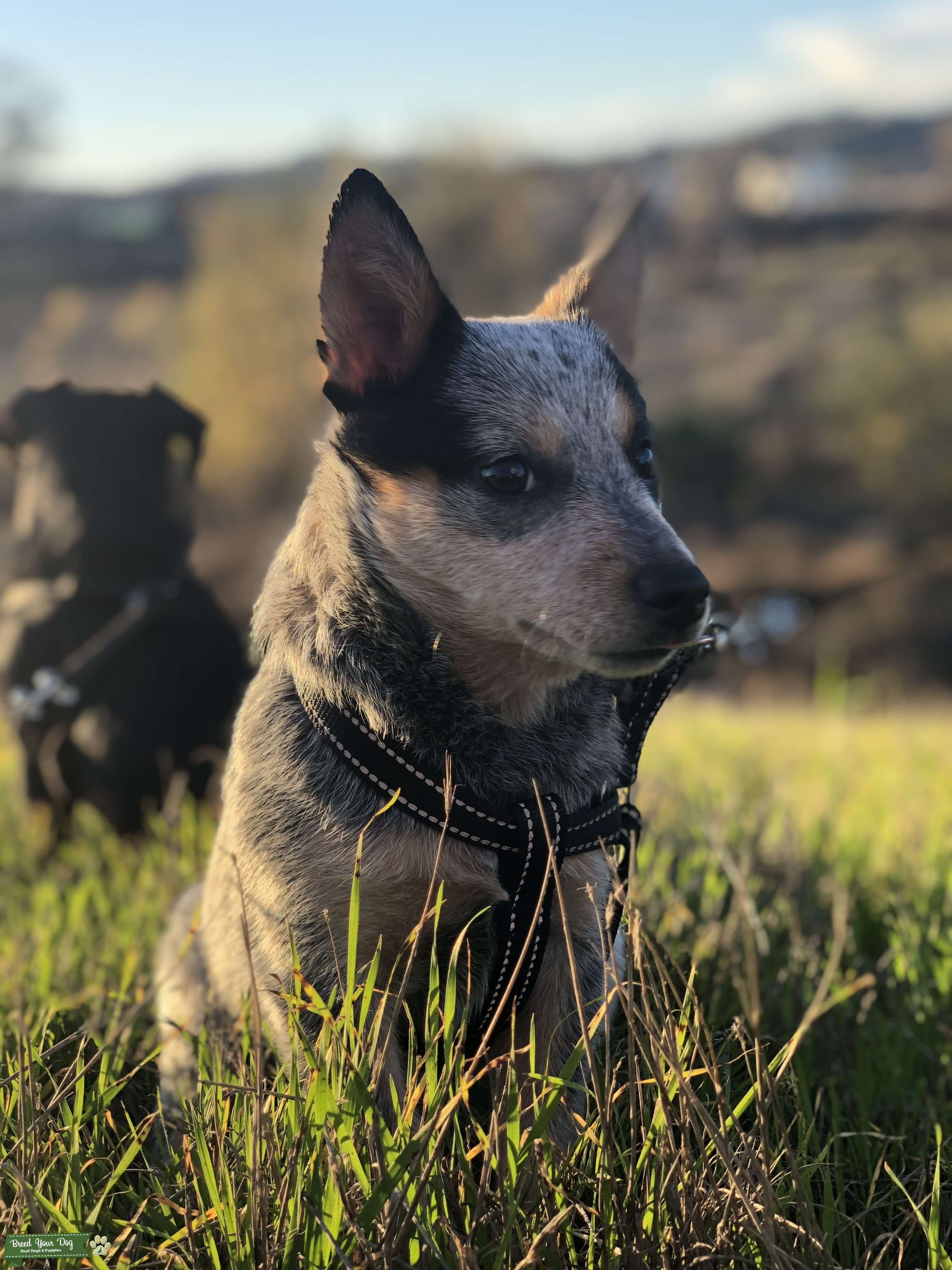 Blue Heeler For Stud - Stud Dog in CA, the United States | Breed Your Dog