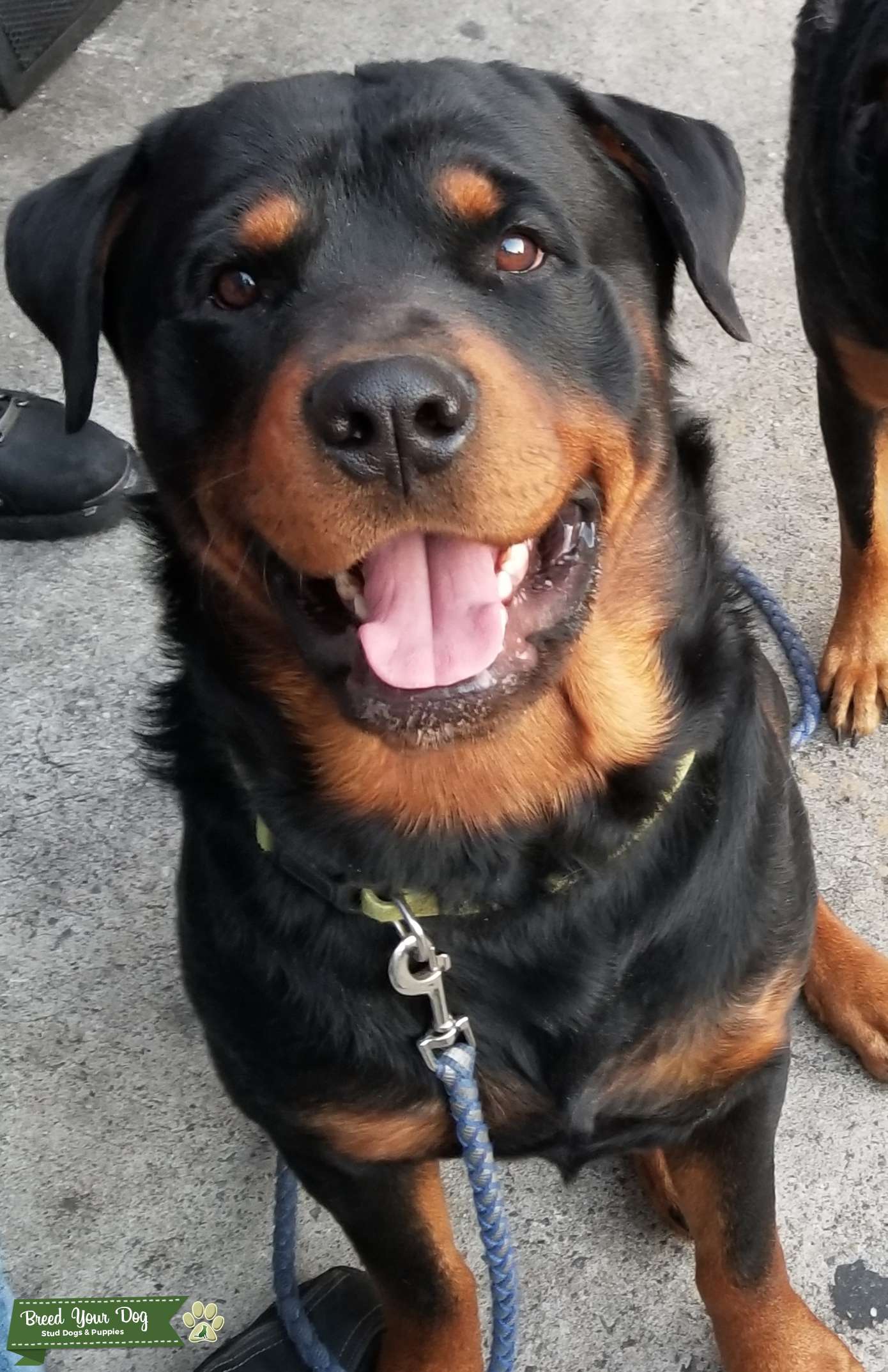 Male Rottweiler Stud - Stud Dog Alabama - Breed Your Dog