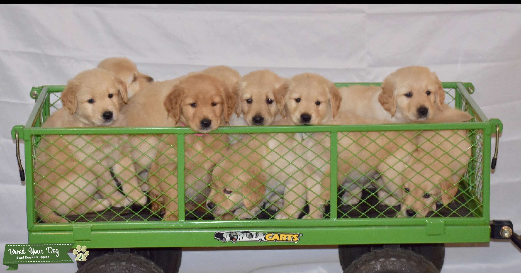 Purebred Golden Retriever - Stud Dog in Wisconsin, the United States ...