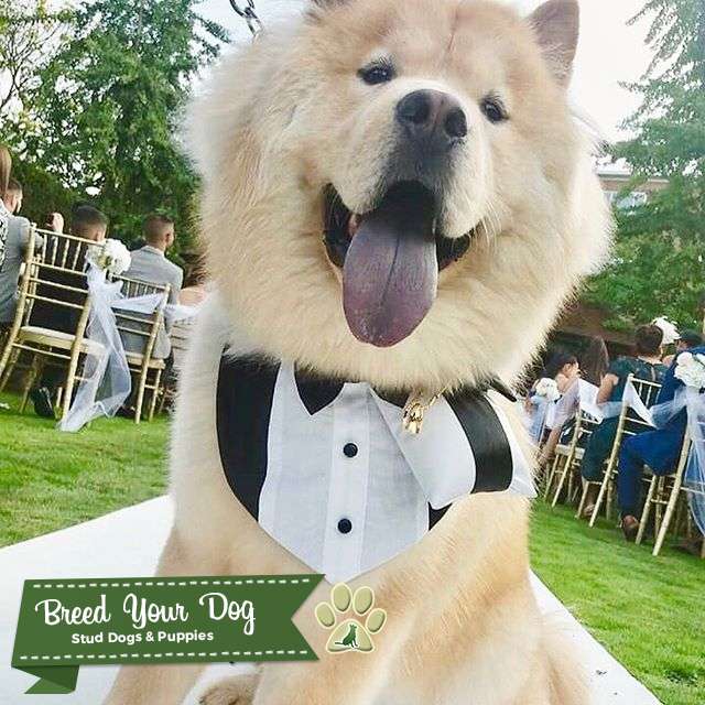 Simba the Chow Chow - Stud Dog in Islington, the United States | Breed ...