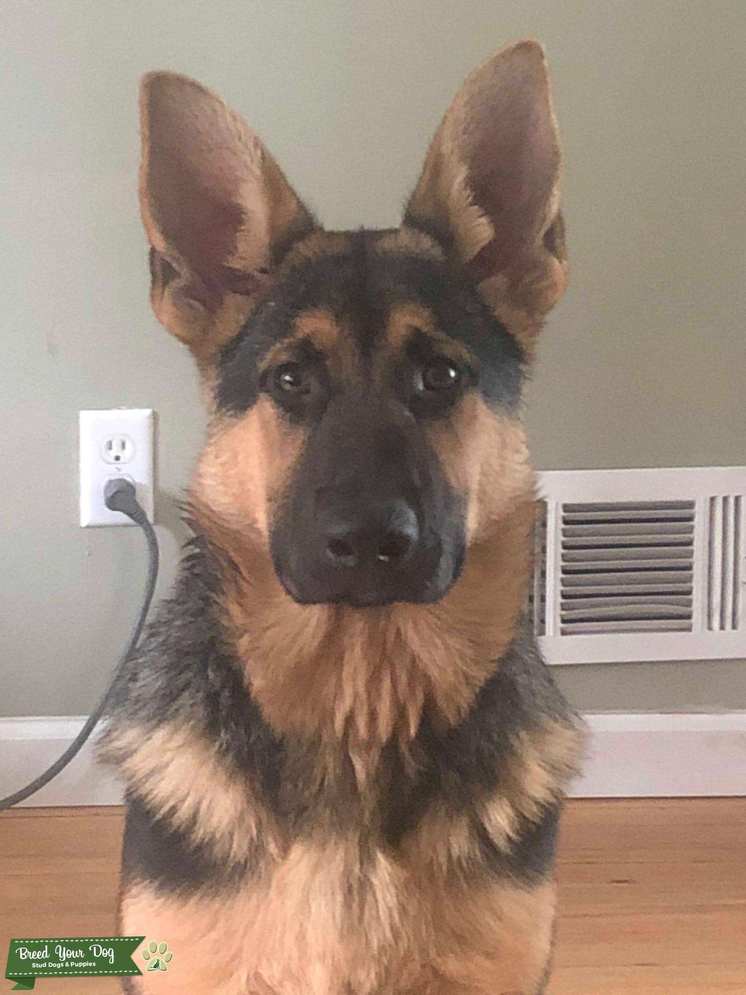 AKC German Shepherd Stud - Stud Dog in Albany, NY, the United States ...