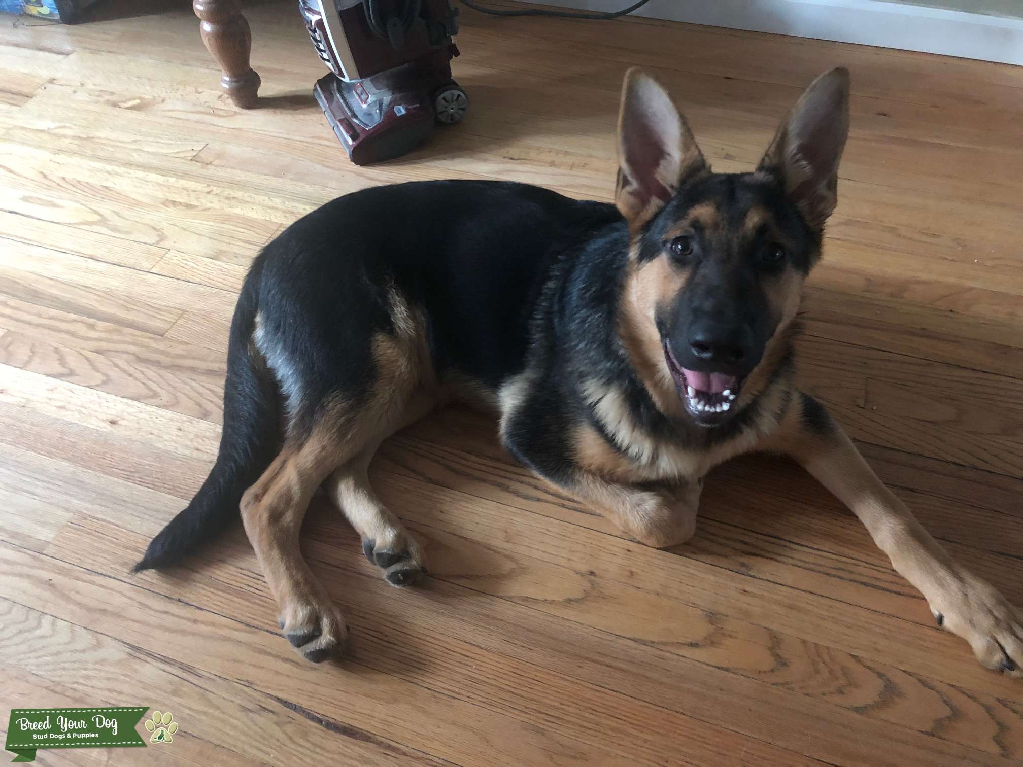 AKC German Shepherd Stud - Stud Dog in Albany, NY, the United States ...