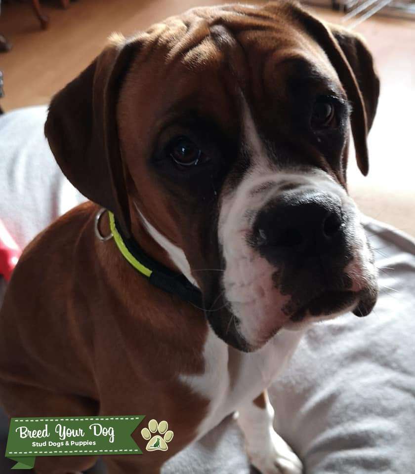Fawn Boxer - Stud Dog Highlands - Breed Your Dog