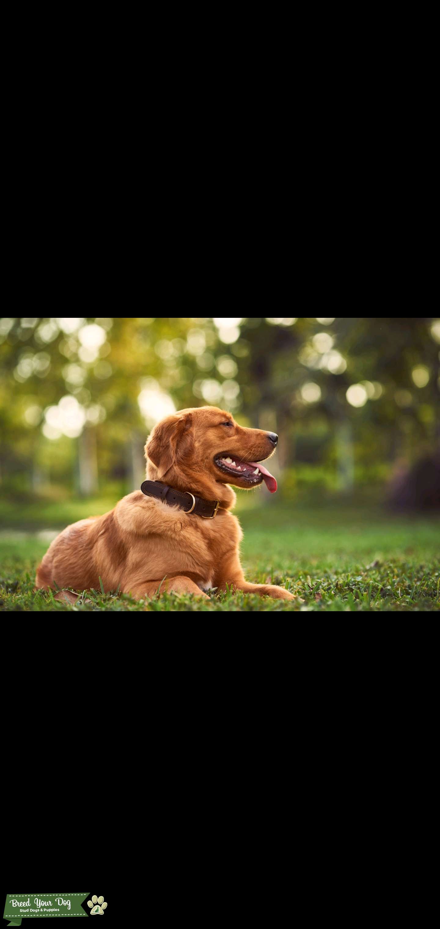 Champion line Golden Retriever - Stud Dog in FL, the United States ...