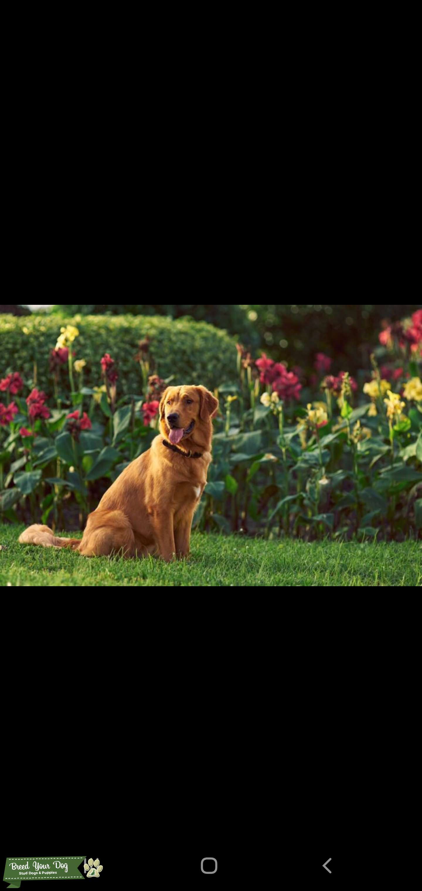 Champion line Golden Retriever - Stud Dog in FL, the United States ...