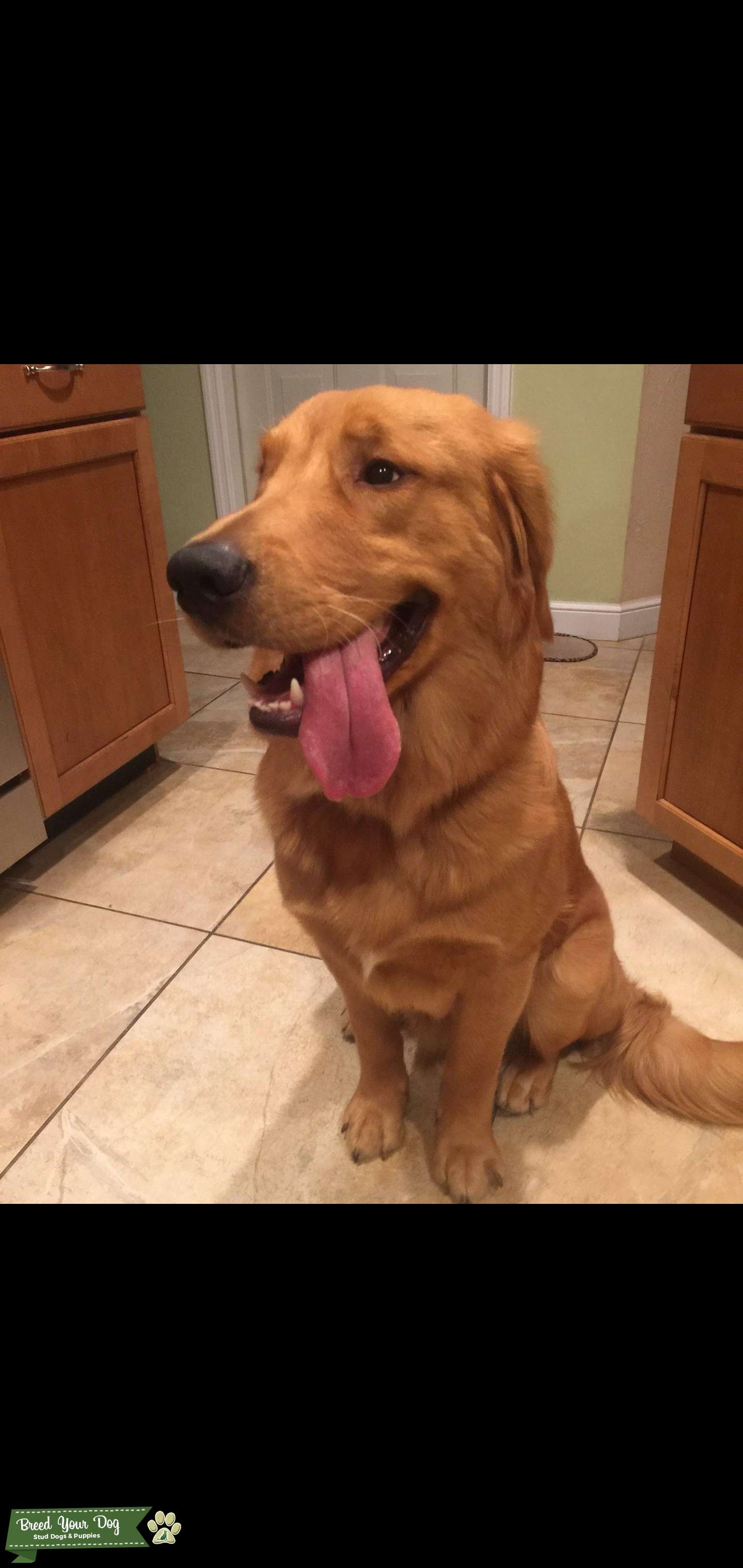 Champion line Golden Retriever - Stud Dog in FL, the United States ...