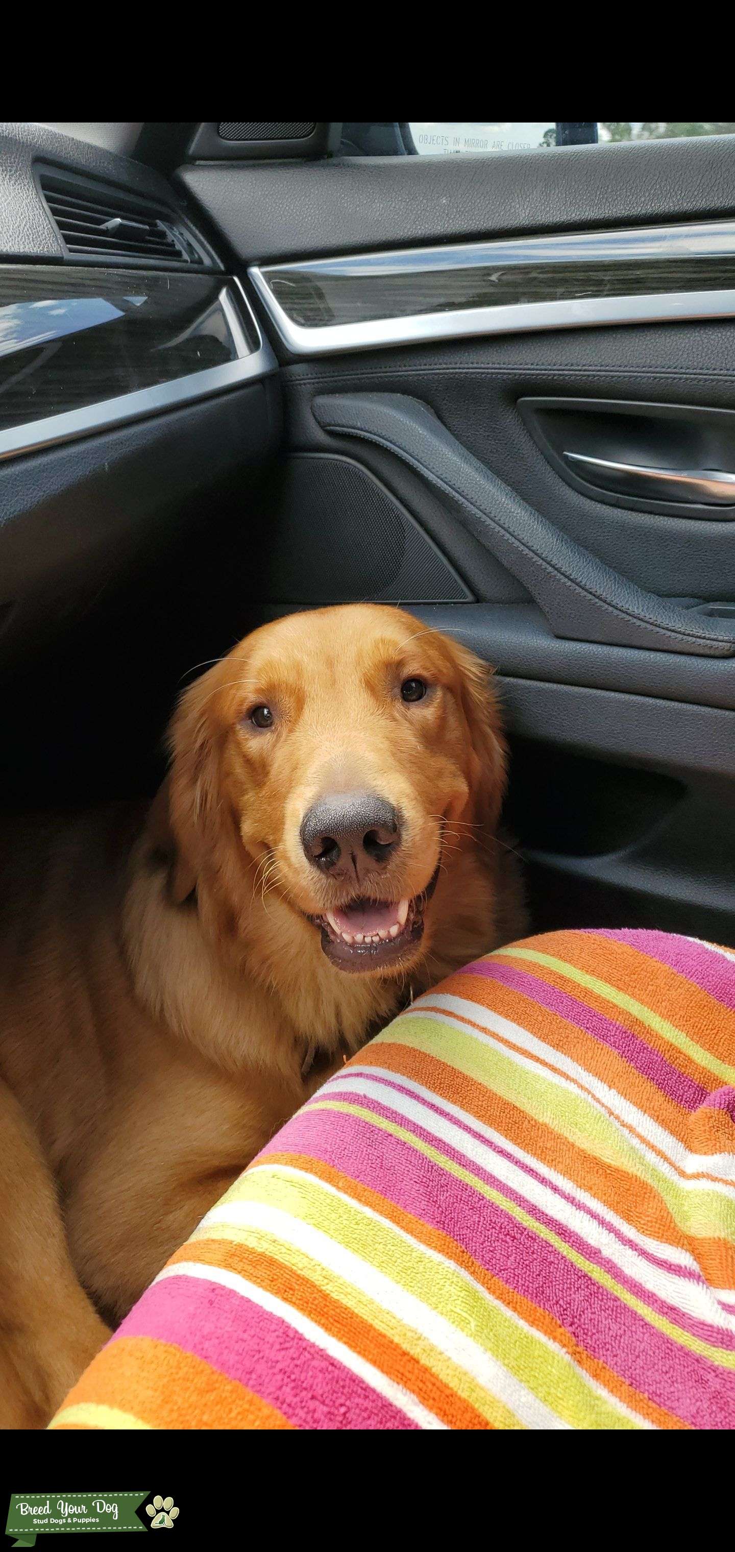 Champion line Golden Retriever - Stud Dog in FL, the United States ...