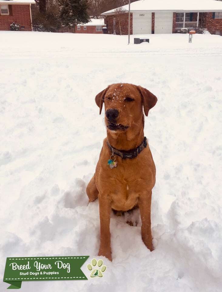 Red British Labrador - Stud Dog in Mid-South, the United States | Breed ...