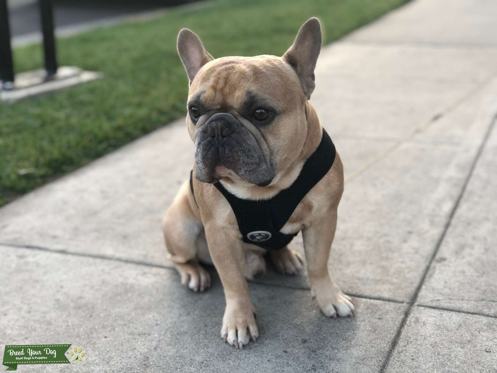 Handsome Frenchie Stud - Stud Dog in los angeles, the United States ...