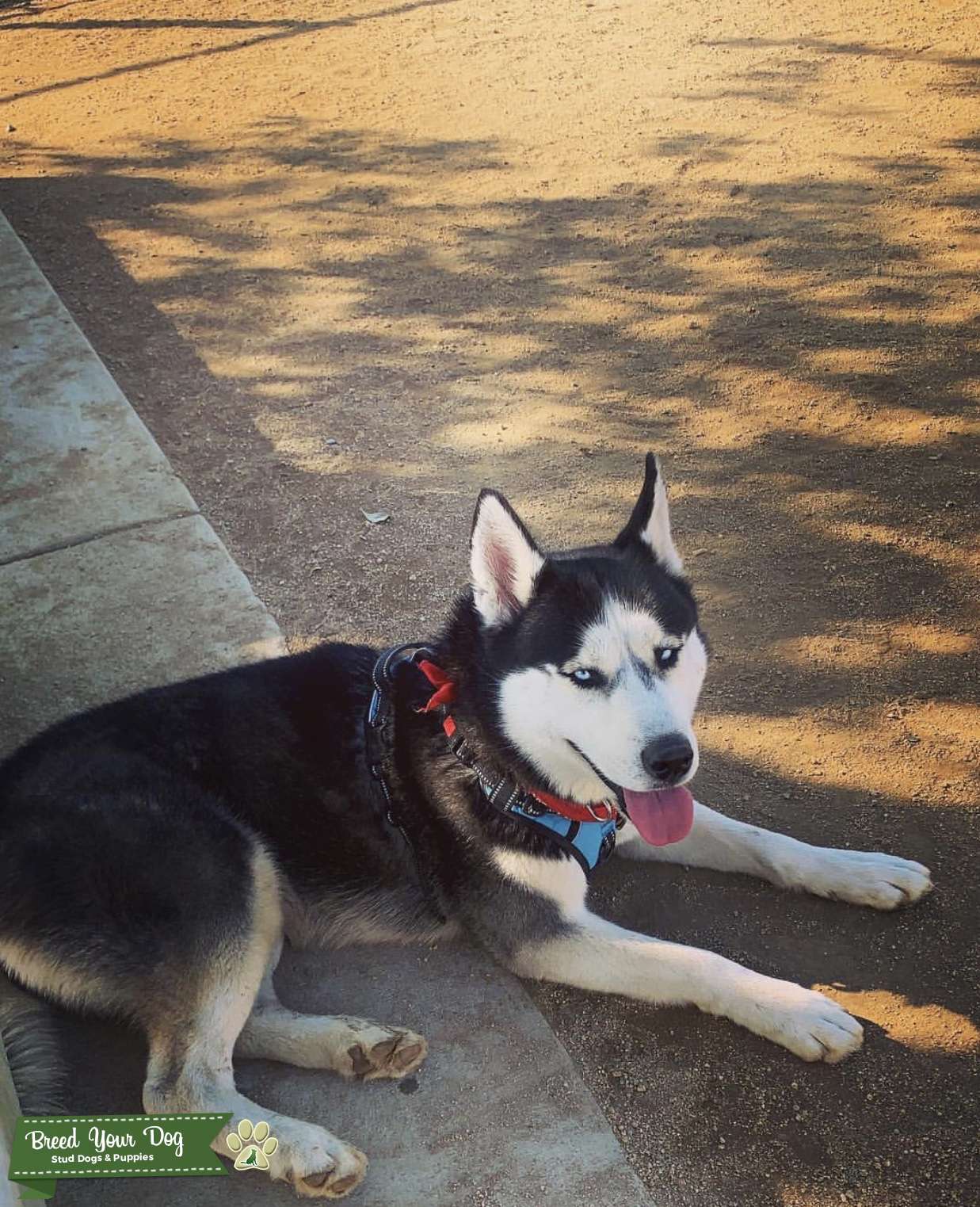 Male Siberian Husky - Stud Dog in California , United States | Breed ...