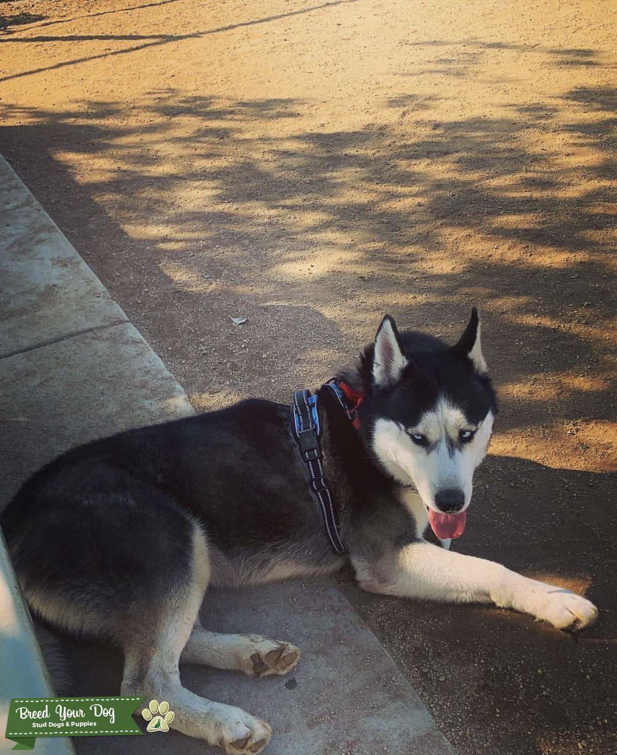 Male Siberian Husky - Stud Dog in California , United States | Breed ...