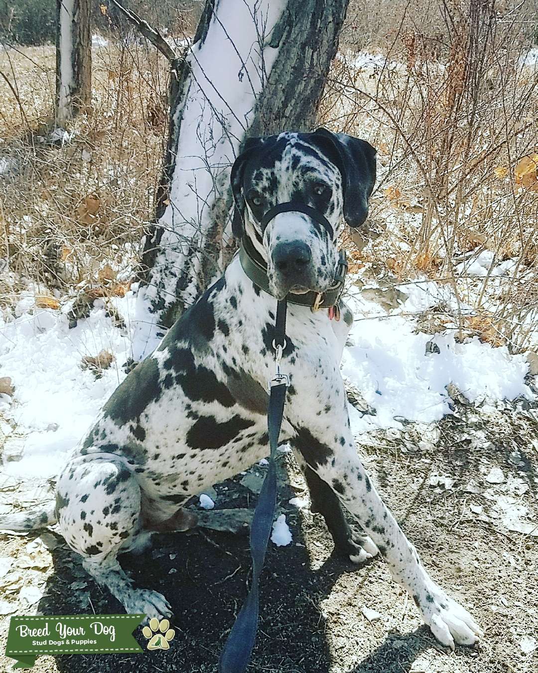 Harlequin Great Dane - Stud Dog in Colorado, the United States | Breed ...