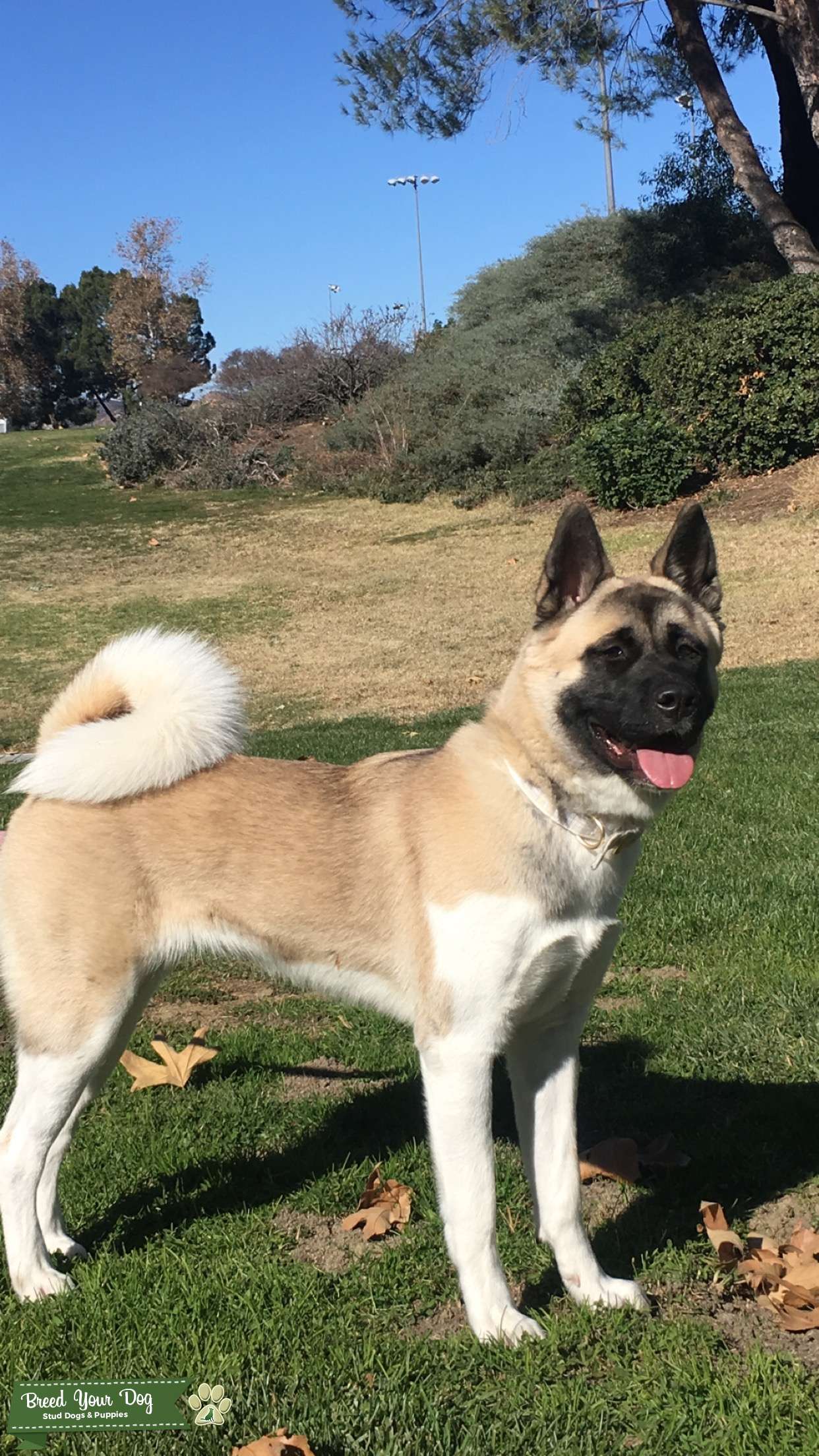 Akita Dog